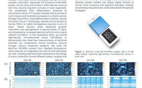 Long Term Functional Characterization Of Human Ipsc Derived Excitatory