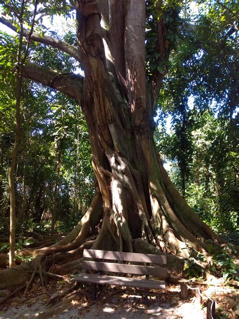 Trabalhando Com Tensorflow Decision Forests Parte 2 By Jéssica Costa A Garota Do Ti Aug