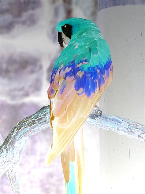 Clown Fish Cafe GIMP S Layer Modes Somewhat Demystified Part 3 Grain Extract To Value