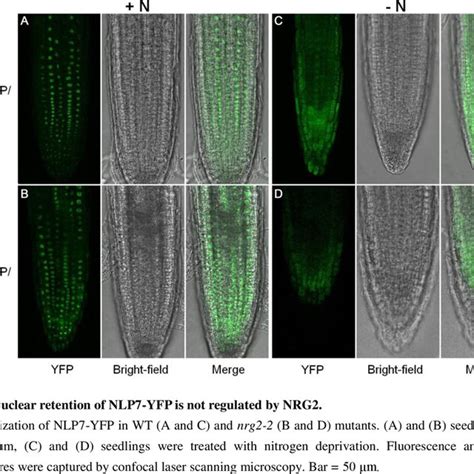 Schematic Representation Of Nitrate Routes Within The Arabidopsis Plant Download Scientific