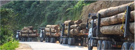 Log Export Bans Have Failed In Reducing Global Deforestation Forest Machine Magazine