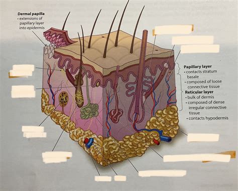 Skin Structure Diagram Quizlet