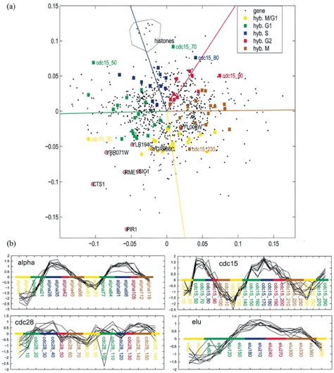 Cell Cycle Synchronization Data By Spellman Et Al 12 The Data Set