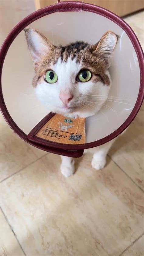 嗷呜一口吃掉你 Uncle Bbao • Instagram Photos And Videos