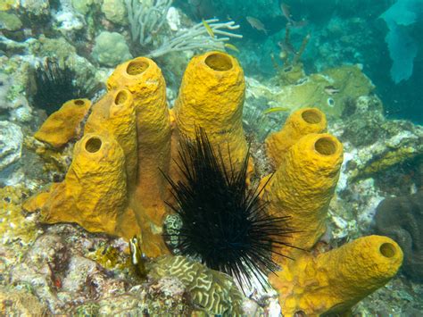 Yellow Sea Sponge Species