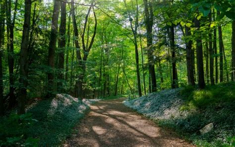 Sand Path Between Green Trees Grass Plants Forest Background HD Nature Wallpapers HD