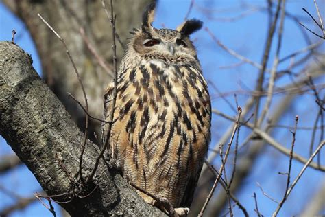 New Yorkers Give A Hoot About Flaco The Owl Archyde