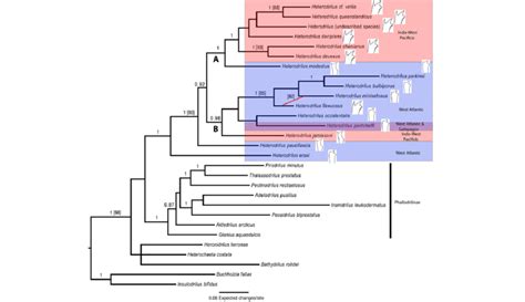 Majority Rule Consensus Tree Obtained From The Bayesian Mcmc Analysis Download Scientific