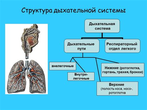ФУНКЦИОНАЛЬНАЯ АНАТОМИЯ ДЫХАТЕЛЬНОЙ СИСТЕМЫ Systema Respiratorium План