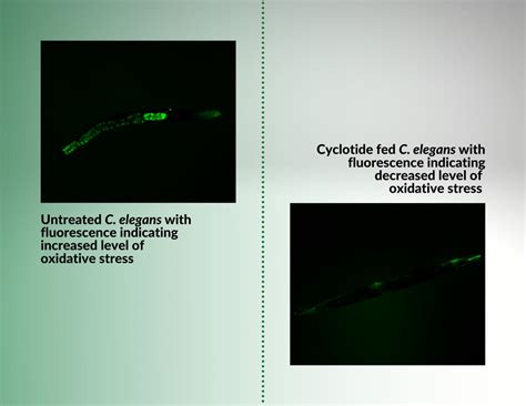 Extracted And Isolated Cycloti Image Eurekalert Science News Releases