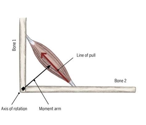 Anatomy Lec Chapter 1 Flashcards Quizlet
