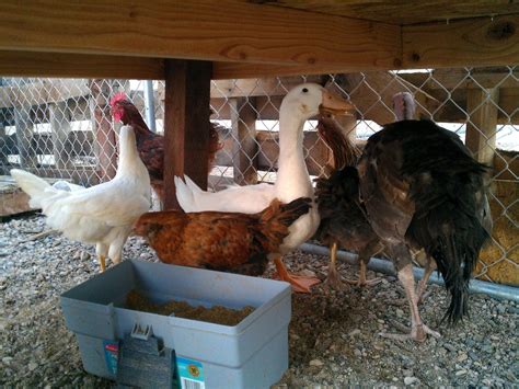 Help Me Sex This Peking Duck Page Backyard Chickens Learn How To Raise Chickens