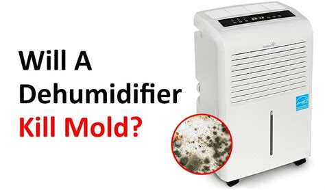 Will Dehumidifier Kill Mold Spores At Gayla Wilson Blog