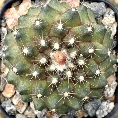 Copiapoa Humilis Limited Mcg™