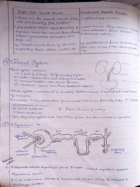 Renal System Physiology Pdf