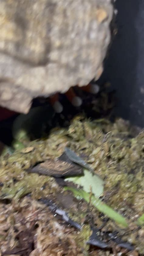 What Is This Worm R Bugidentification