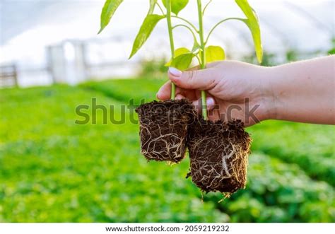35 673 Babe Seedling With Root Images Stock Photos Vectors Shutterstock