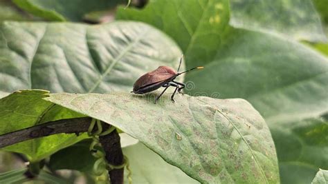 Close Up Of The Stink Bug Gandhi Poka Gandhi Insect Stock Image Image