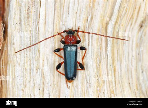 Tanbark Borer Violet Tanbark Beetle Phymatodes Testaceus Violet Form Bark And Wood Borer