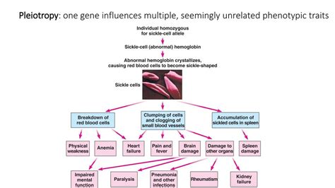 More Genetics Ppt Download