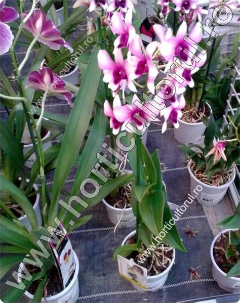 Orhideea Dendrobium Spp Ghid De Ingrijire Specii
