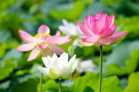 연꽃 Lotus 깨달음과 순수함을 상징하는 자연의 아름다움