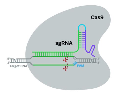 What Is Guide Rna Grna Definitions And Applications