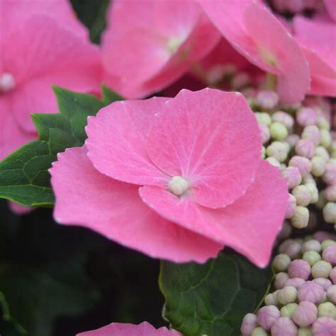Hydrangea Macrophylla Cabbage Patch Big Leaf Hydrangea Siteone Us