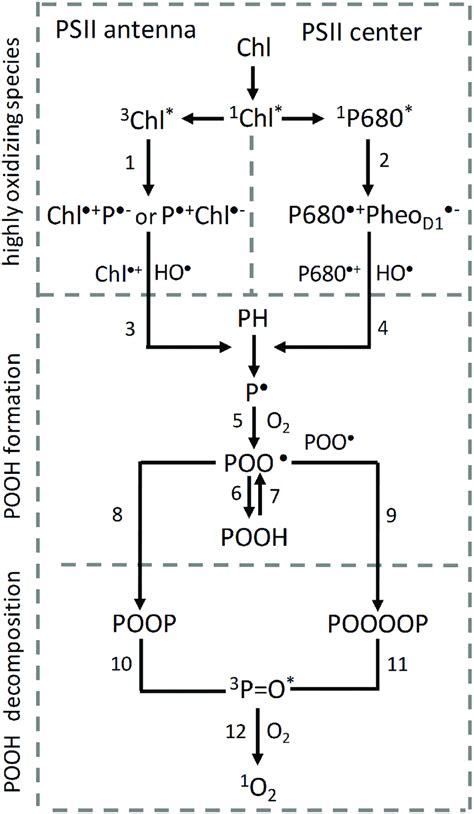 Decomposition Of Protein Hydroperoxide To Singlet Oxygen Formation Of