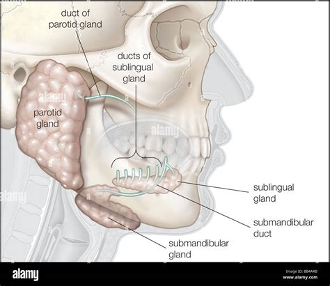 Salivary Glands Model Labeled Salivary Glands Model Labeled