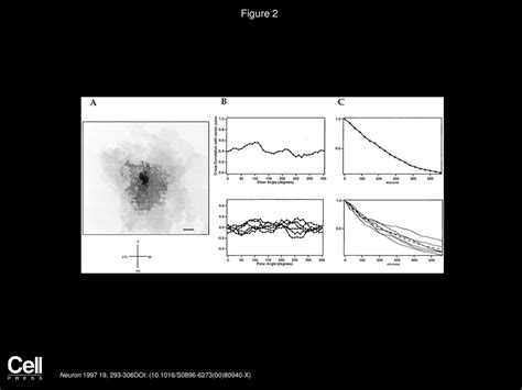 Dynamic Processes Shape Spatiotemporal Properties Of Retinal Waves