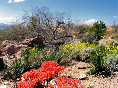 Arizona Plants List At Amy Ammerman Blog