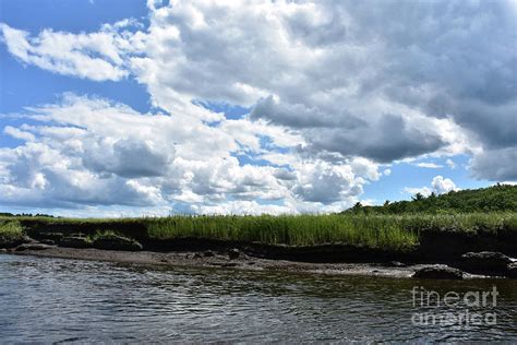 Thick Marsh Grass Growing Out Of Mud Flats Photograph By Dejavu Designs