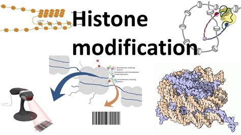 Post Translational Histone Modification Examples Of Crosstalk Between