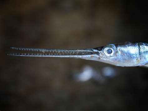 What Is A Needlefish Sword Like Sea Creature Stabbed Jersey Shore
