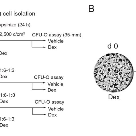 Schematic Of The Protocol Used For Subculturing And Cfu O Assay A As