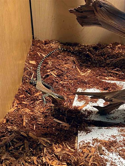 The Toad Lady Gets A Kimberley Rock Monitor Reptiles Magazine