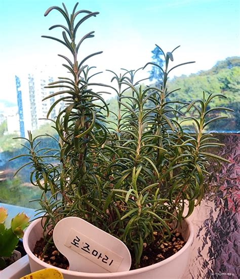 집에서 로즈마리 키우기 2 성장 네이버 블로그