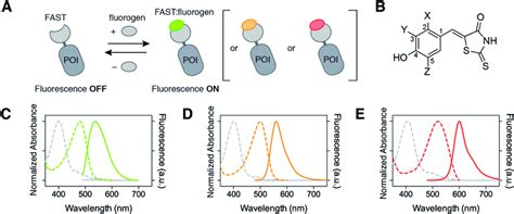 Multicolor Imaging Of Fast Tagged Proteins A The Fluorescence Color