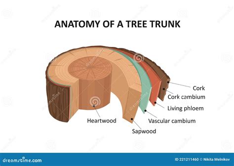 Anatomy Of A Tree Trunk Stock Vector Illustration Of Pith 221211460