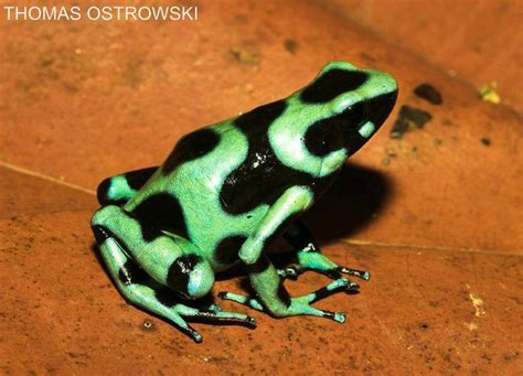 Caribe Morph Dendrobates Auratus