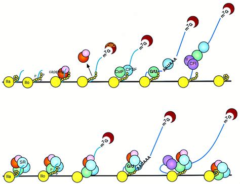 Transcription Units As Rna Processing Units