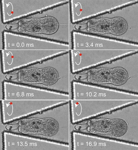 Time Subset Of Brightfield Imaging Of A Trapped Aiptasia Larva At High