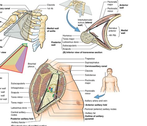 Anatomy Upper Extremity Flashcards Quizlet