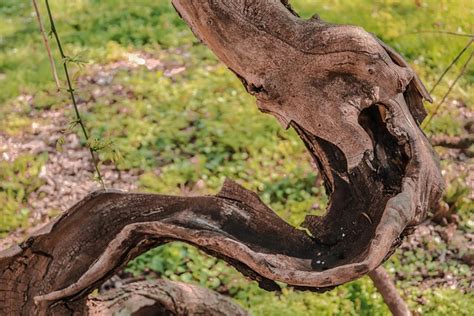 Tree Trunk Nature Free Photo On Pixabay Pixabay
