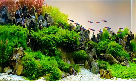 Aquascaping - Tetra Aquaristik Blog