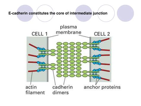 PPT Cell Cell Adhesion Occurs Through Morphological Structures And CAMs PowerPoint