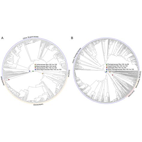 Pruned Trees Focusing On Bignoniaceae And Plantaginaceae A