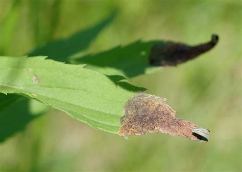 Bug Othe Week Leaf Miners Riveredge Nature Center