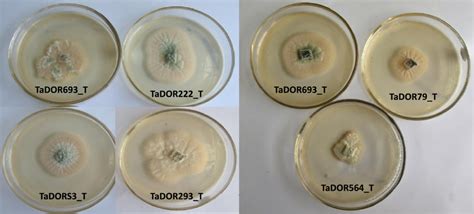 Colony Growth Of Thermotolerant Isolates Of Trichoderma At 35°c On